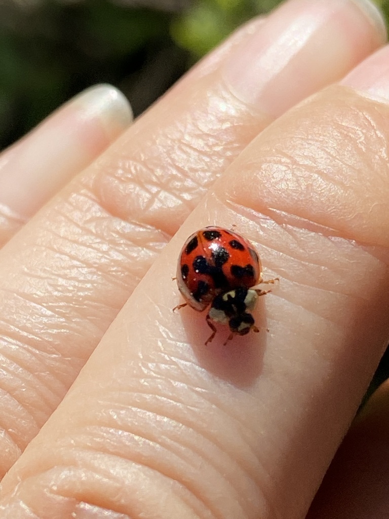 Asian Lady Beetle in May 2021 by jandlp · iNaturalist