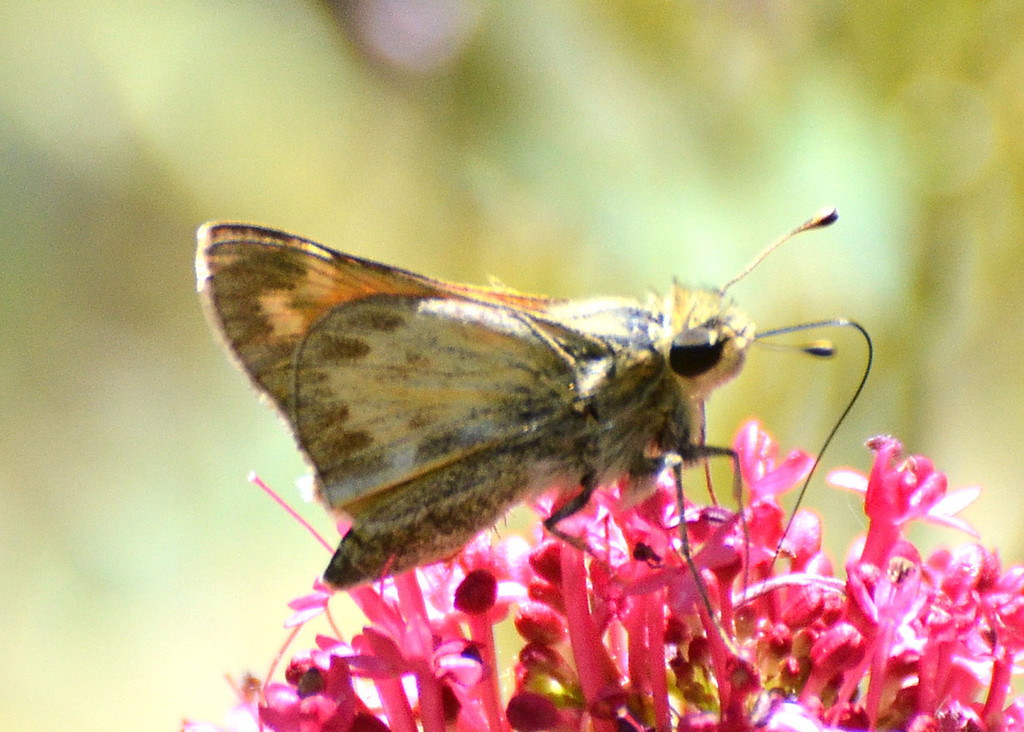 Field Skipper (Southern Plains butterfly guide) · iNaturalist