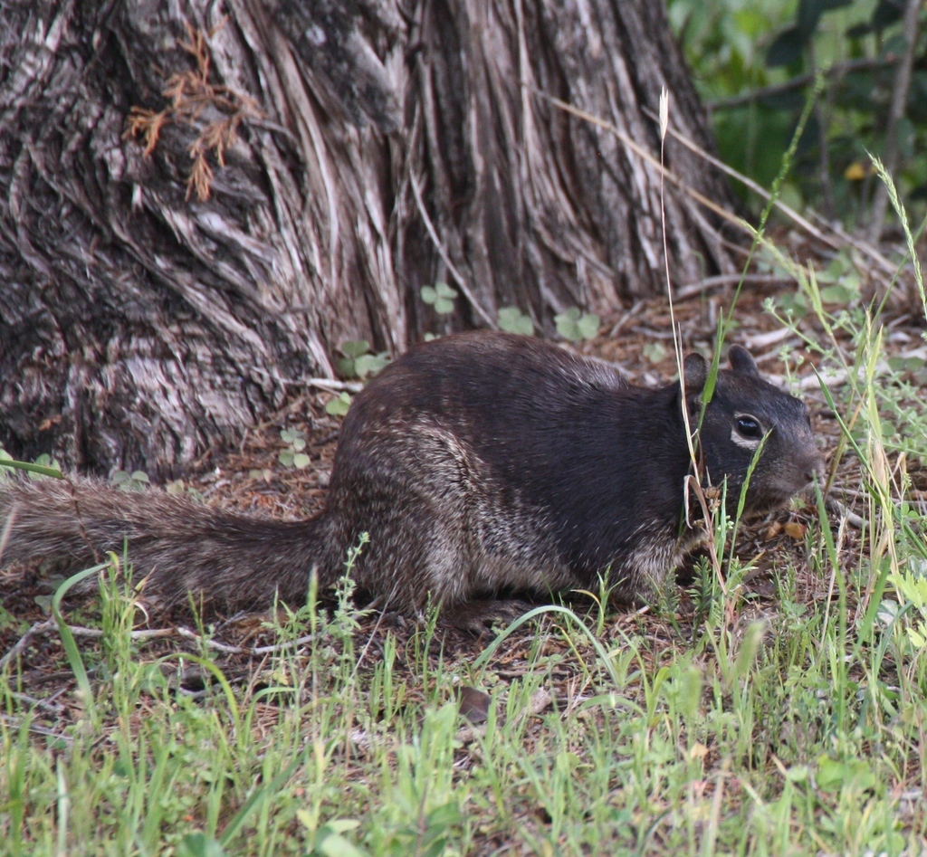 Texas Rock Squirrel from Bastrop County, TX, USA on May 07, 2021 at 05: ...