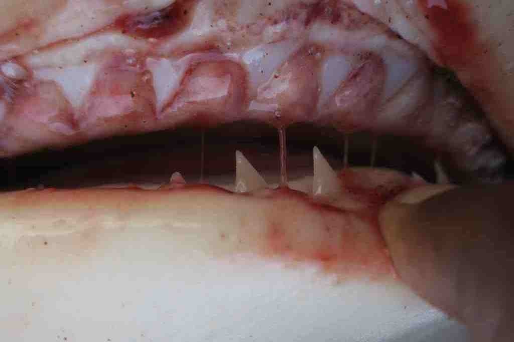 Pigeye Shark (Carcharhinus amboinensis) - Marine Life Identification