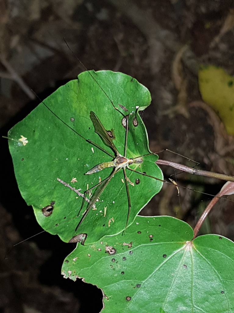 Leptotarsus albistigma from Marlborough, Marlborough, New Zealand on ...