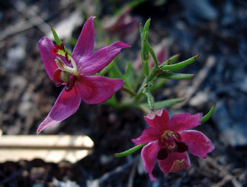 Rhatanies (Krameria) - Botanical Realm