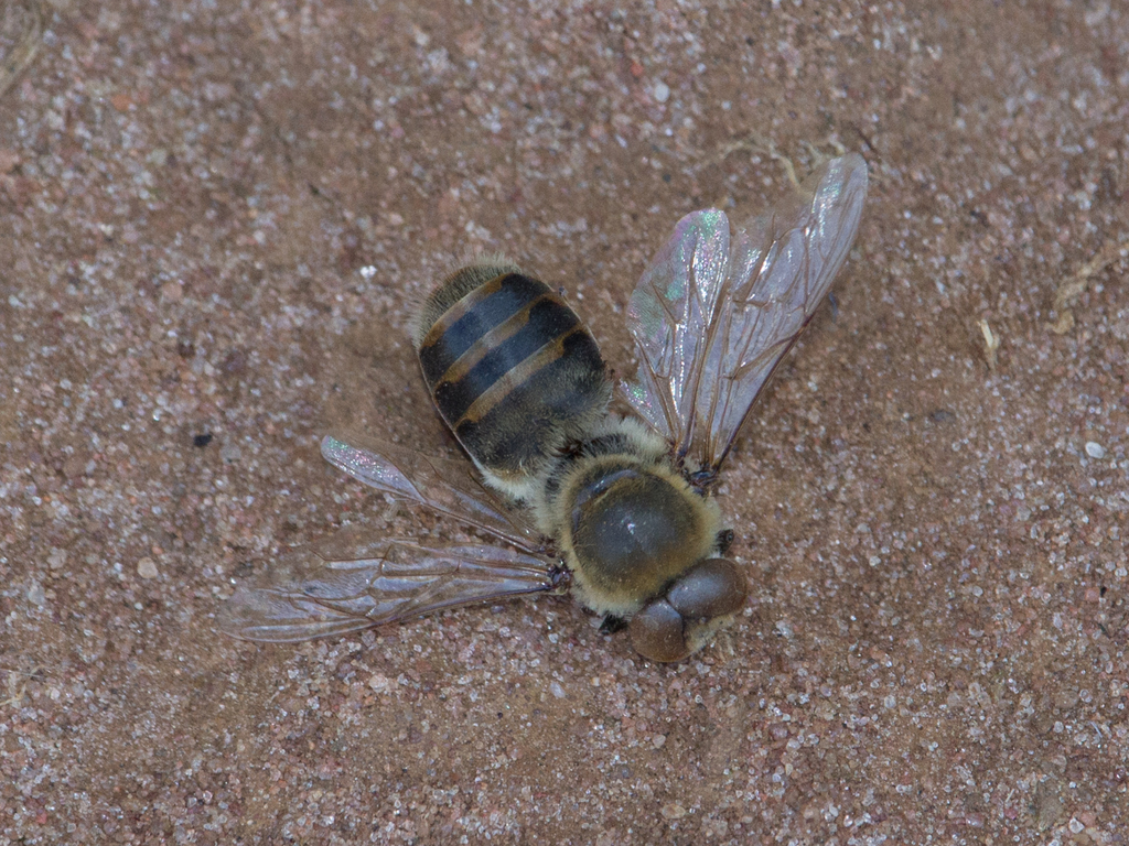 Western Honey Bee from Jaboticabal - SP, Brasil on May 8, 2021 at 10:03 ...