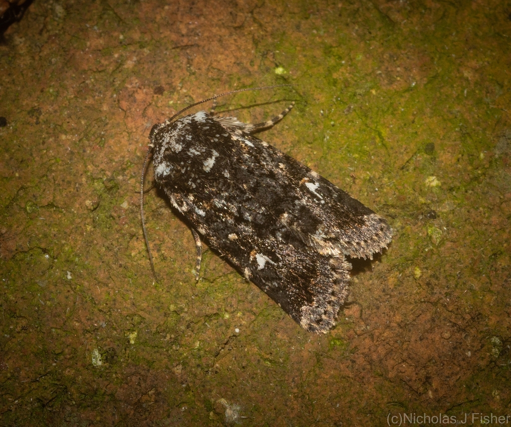 Proteuxoa goniographa from Tamborine Mountain QLD 4272, Australia on ...