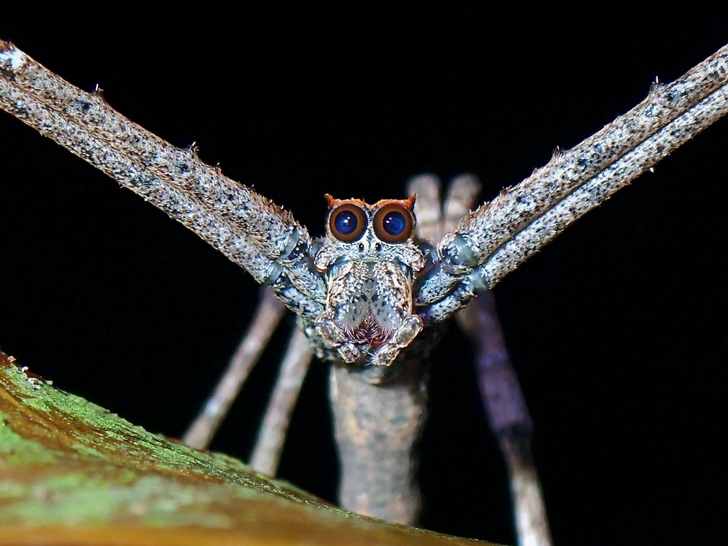Pantropical Ogre-faced Spiders from Tanjung Bungah, Penang, Malaysia on ...
