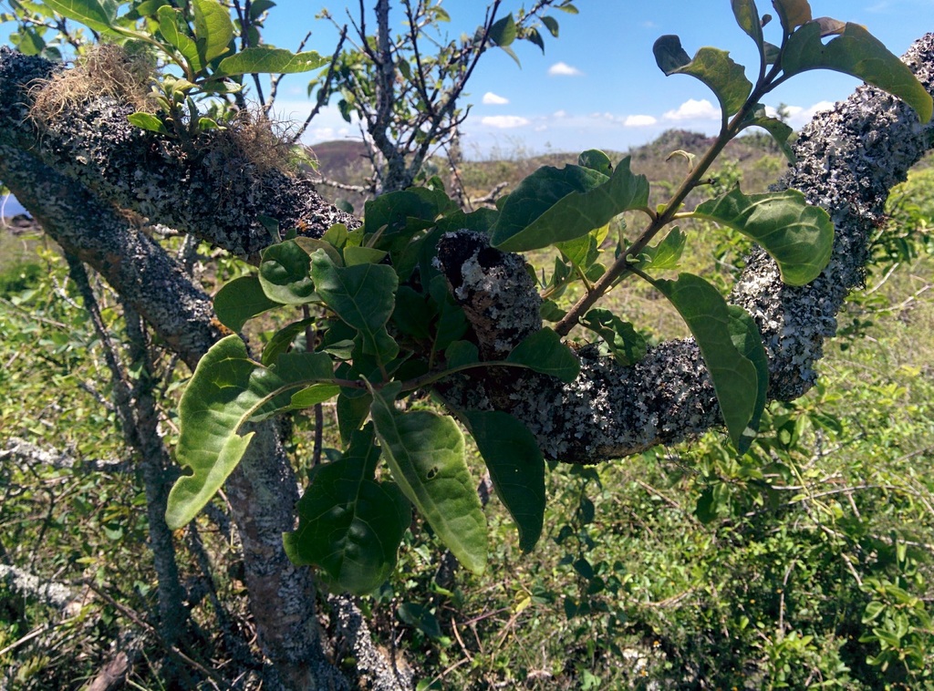 (Pisonia floribunda) - Botanical Realm