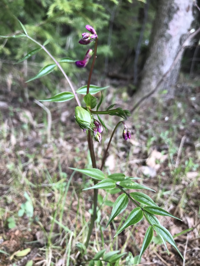 spring vetch from Кирово-Чепецк, Кировская область, RU on May 09, 2021 ...