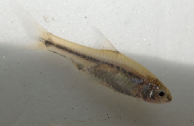 Enteromius toppini from Selati River, Phalaborwa, South Africa on April ...