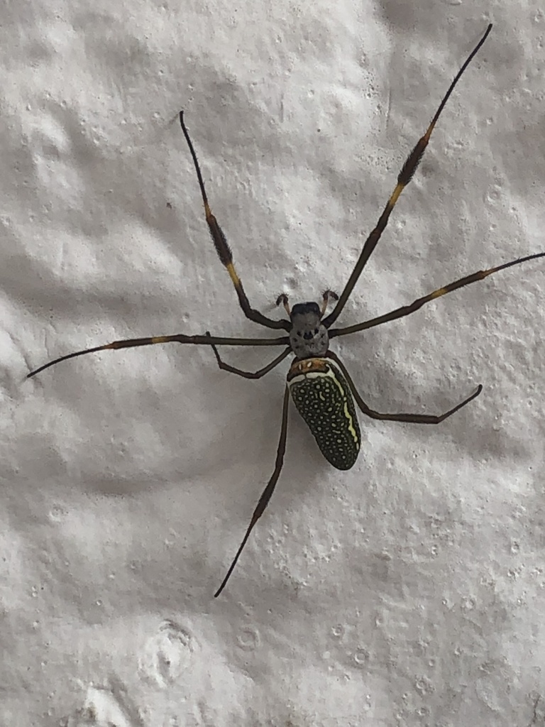 Golden Silk Spider from Rua Coronel Cardoso, Valença, RJ, BR on April ...