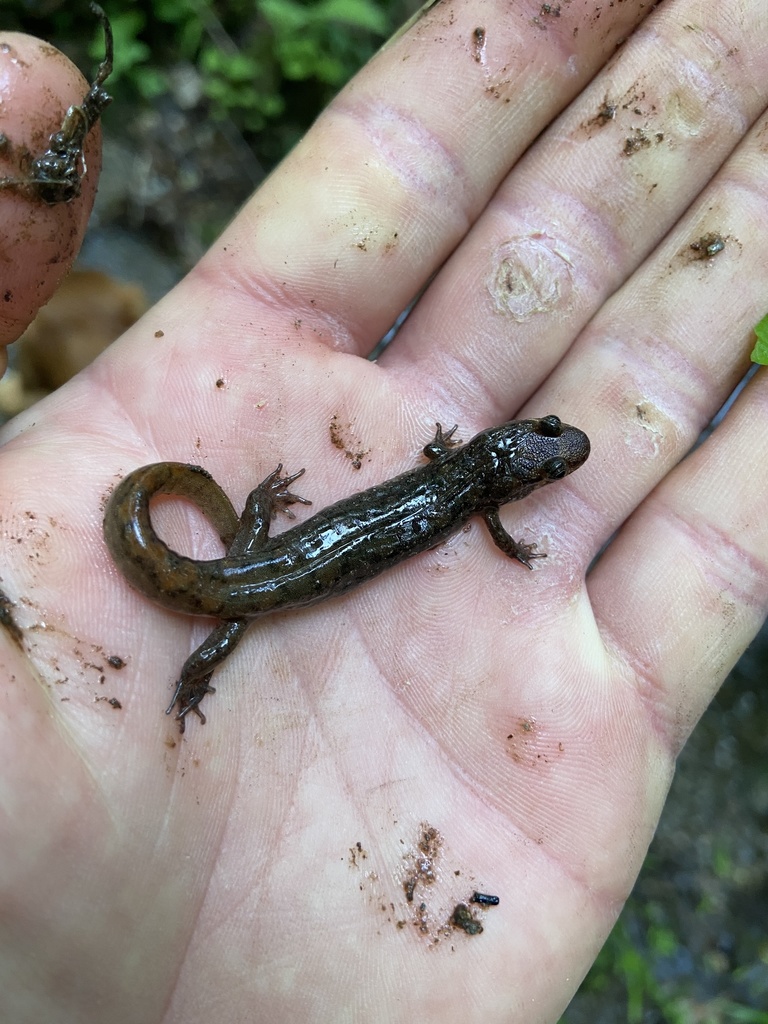 Seal Salamander from Nantahala National Forest, Almond, NC, US on May ...