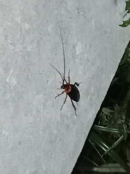 American Cockroach from สมุทรสาคร on May 09, 2021 at 07:41 PM by Kavee ...