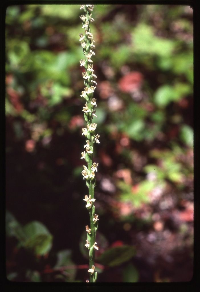 Whiteflower Rein Orchid in August 1980 by Ed Alverson. Along the trail ...