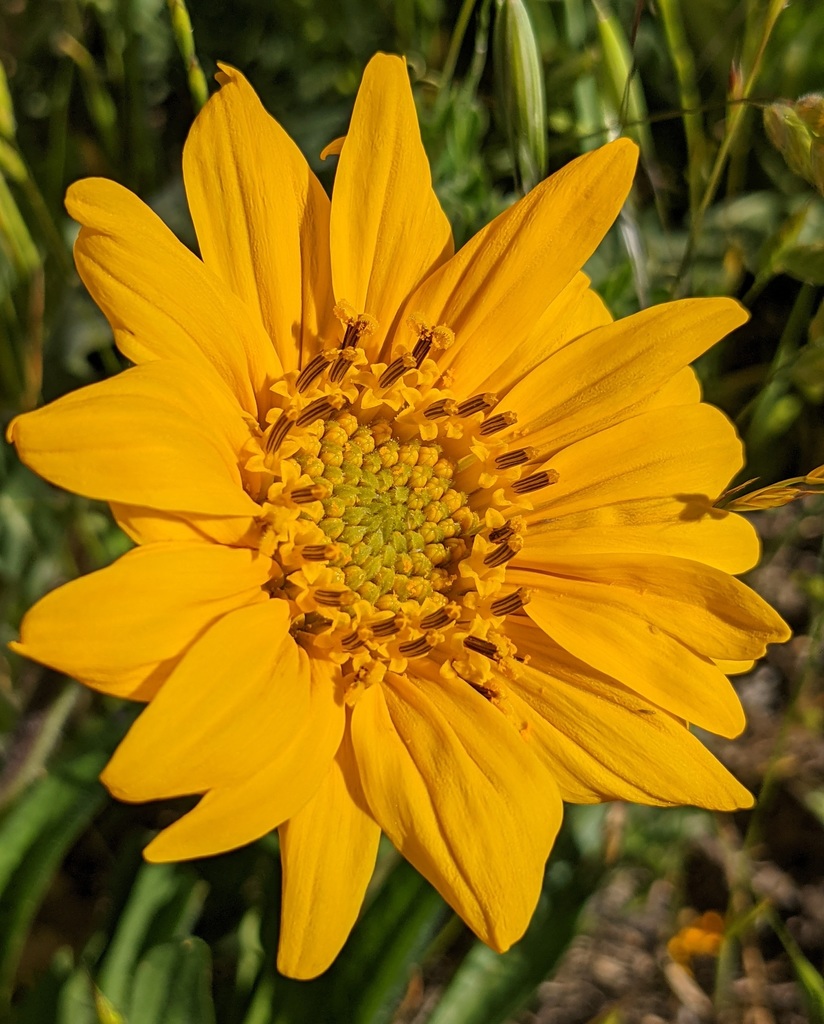 narrowleaf mule-ears from Santa Clara County, CA, USA on May 07, 2021 ...