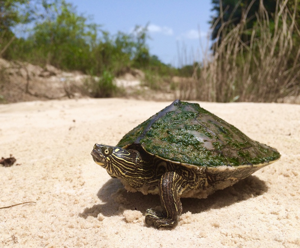 Sabine Map Turtle (Reptiles of Louisiana) · iNaturalist