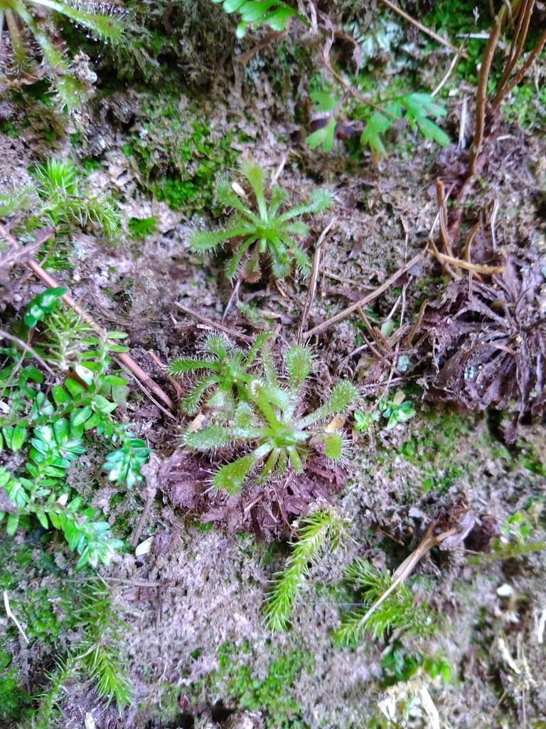 Rosy Sundew in May 2021 by aioriayeh · iNaturalist