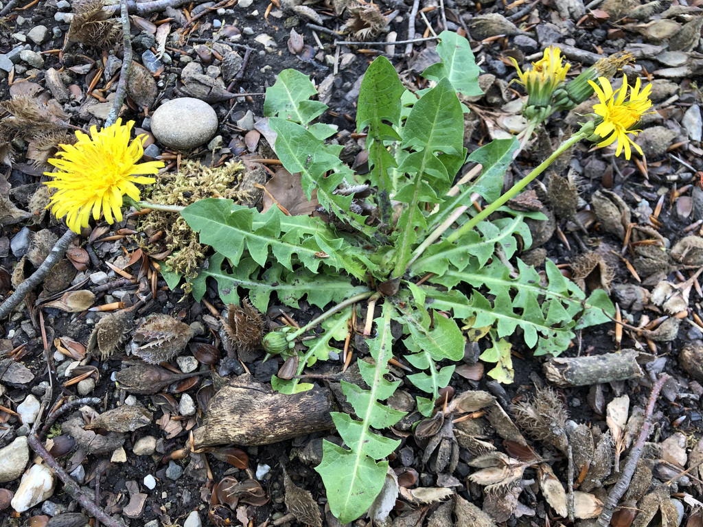 common dandelion from Neuchâtel, Neuchâtel, Switzerland on May 9, 2021 ...