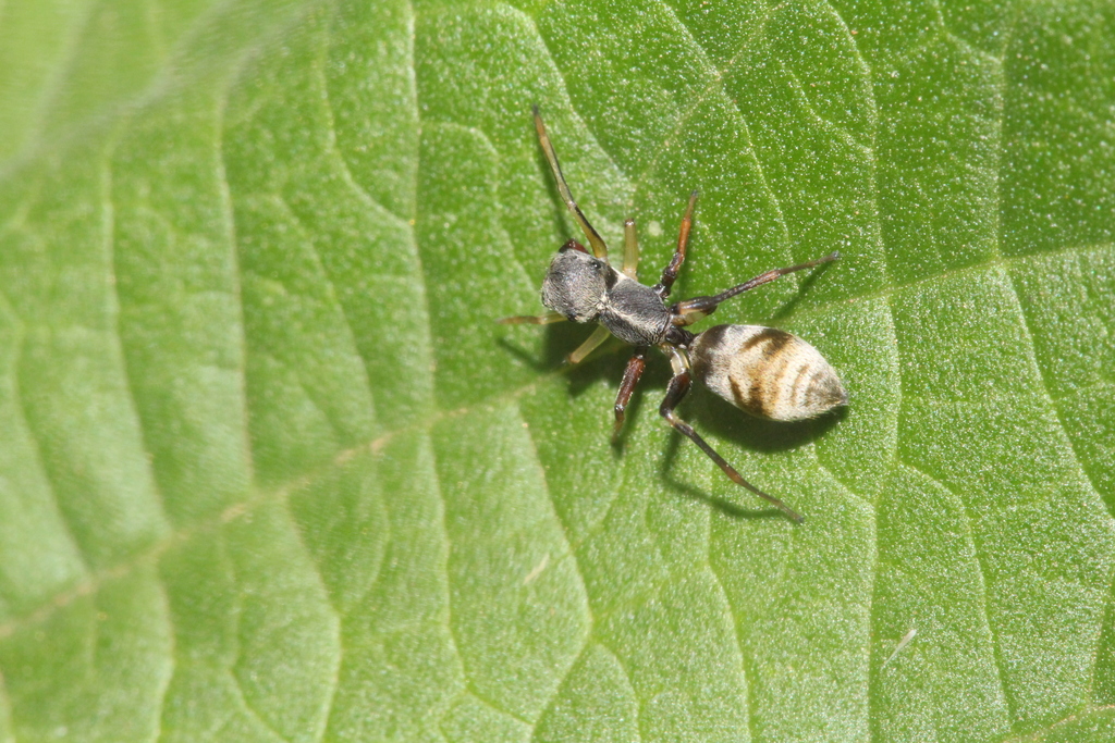 Balbyter Ant-mimic from Kasarani, Nairobi, Kenya on January 13, 2021 at ...
