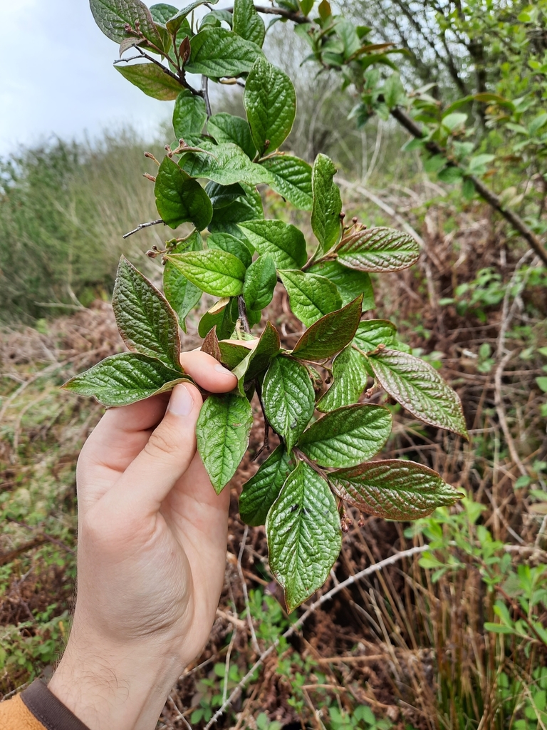 Cotoneasters from Bodmin PL31 2TT, UK on May 09, 2021 at 03:51 PM by ...