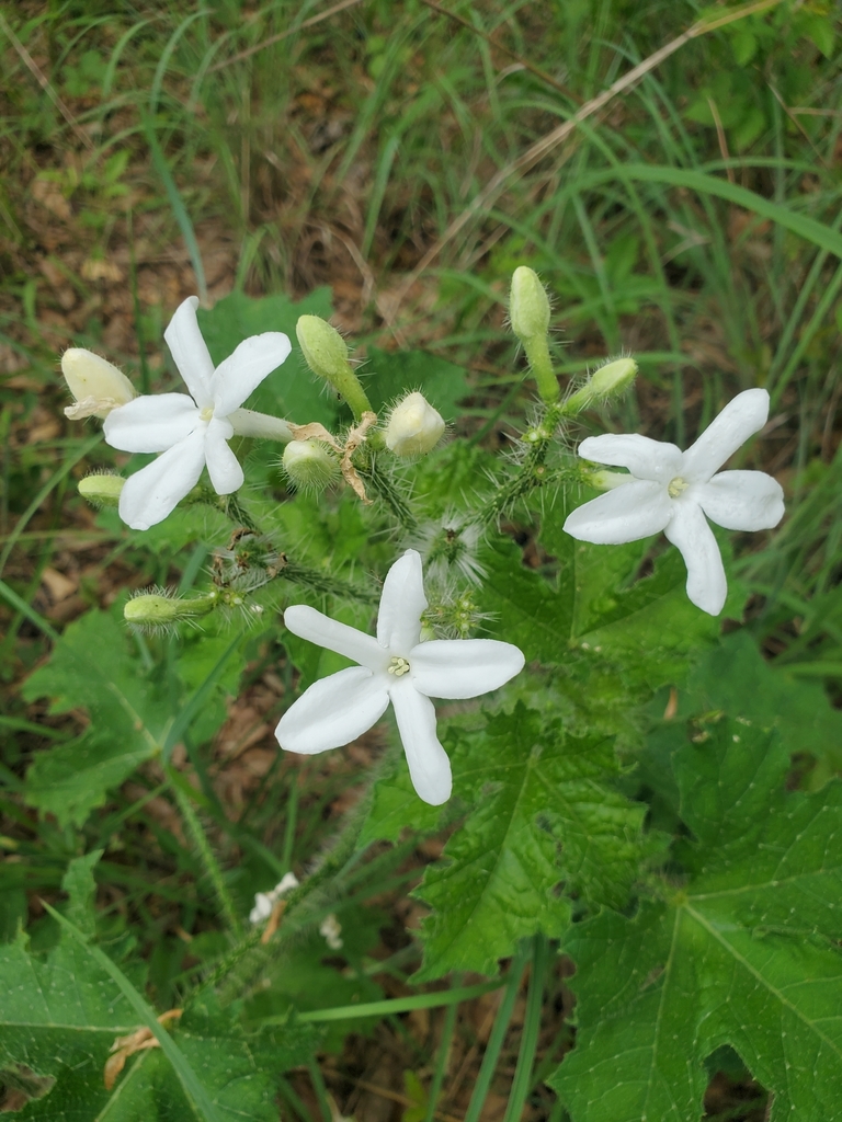 Texas Bull Nettle from College Station, TX, USA on May 09, 2021 at 10: ...