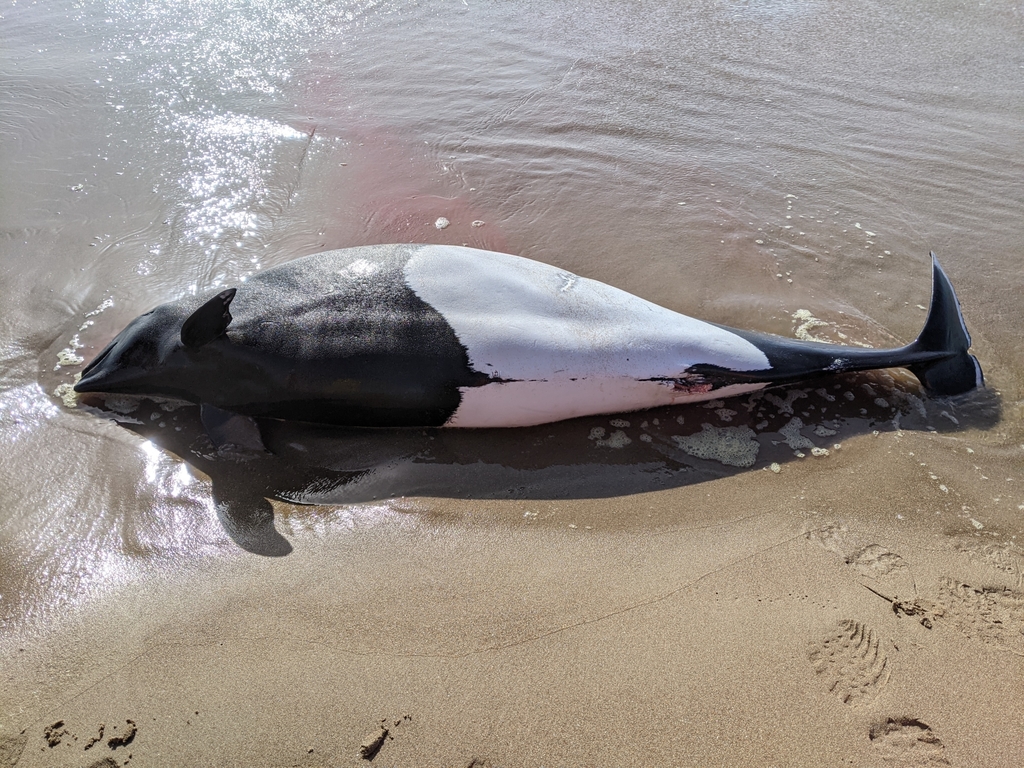 Dall's Porpoise (Dall's) from Los Osos, CA 93402, USA on May 7, 2021 at ...