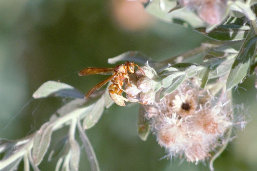 Golden Paper Wasp from Mexicali, B.C., México on May 8, 2021 at 07:49 ...