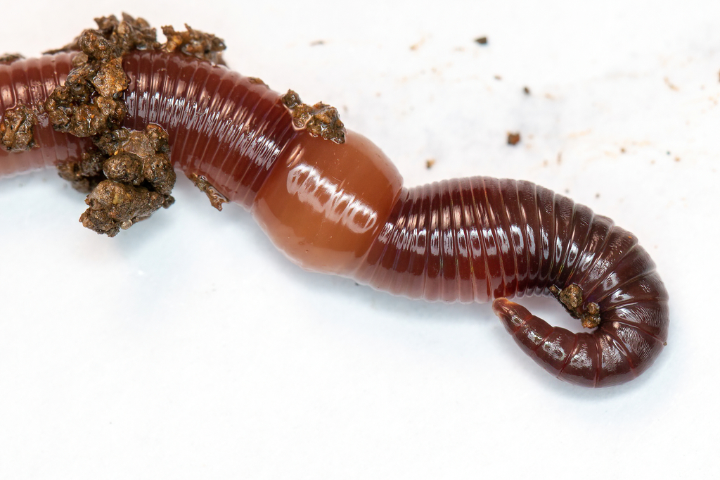Redhead Worm from Орджоникидзевский р-н, Екатеринбург, Свердловская обл ...