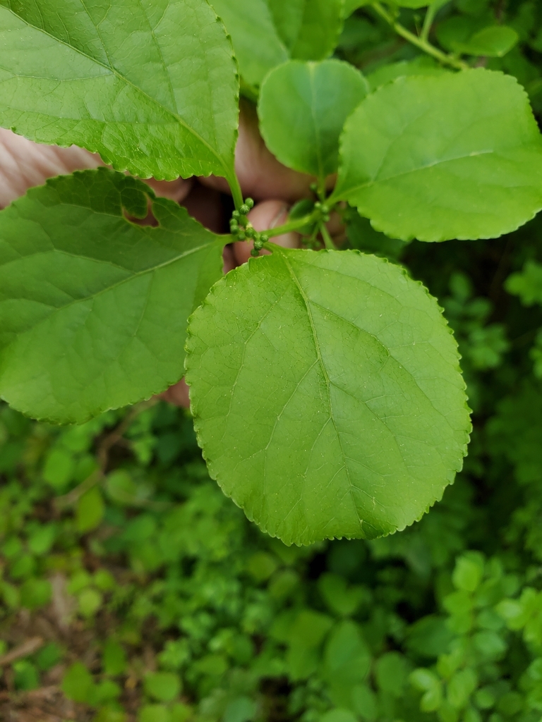 Oriental bittersweet from Bronx, NY 10465, USA on May 09, 2021 at 01:40 ...