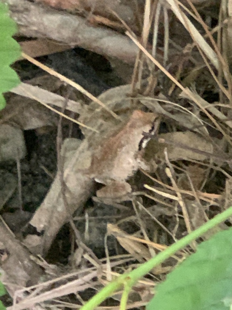 Baja California Tree Frog from Balboa, Los Angeles, CA, US on May 09 ...