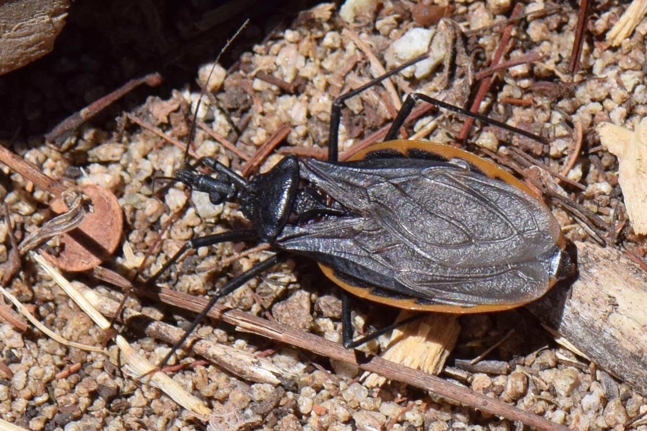 Triatoma recurva (Stål, 1868)