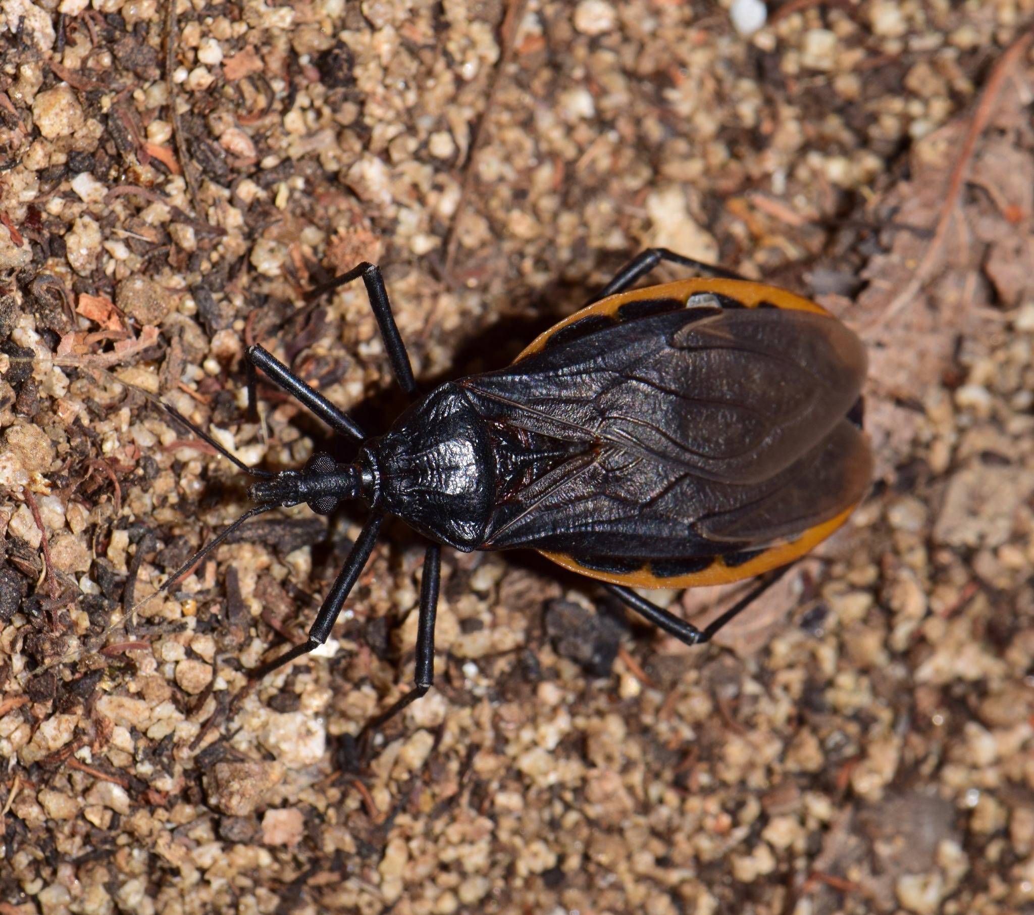 Triatoma recurva (Stål, 1868)