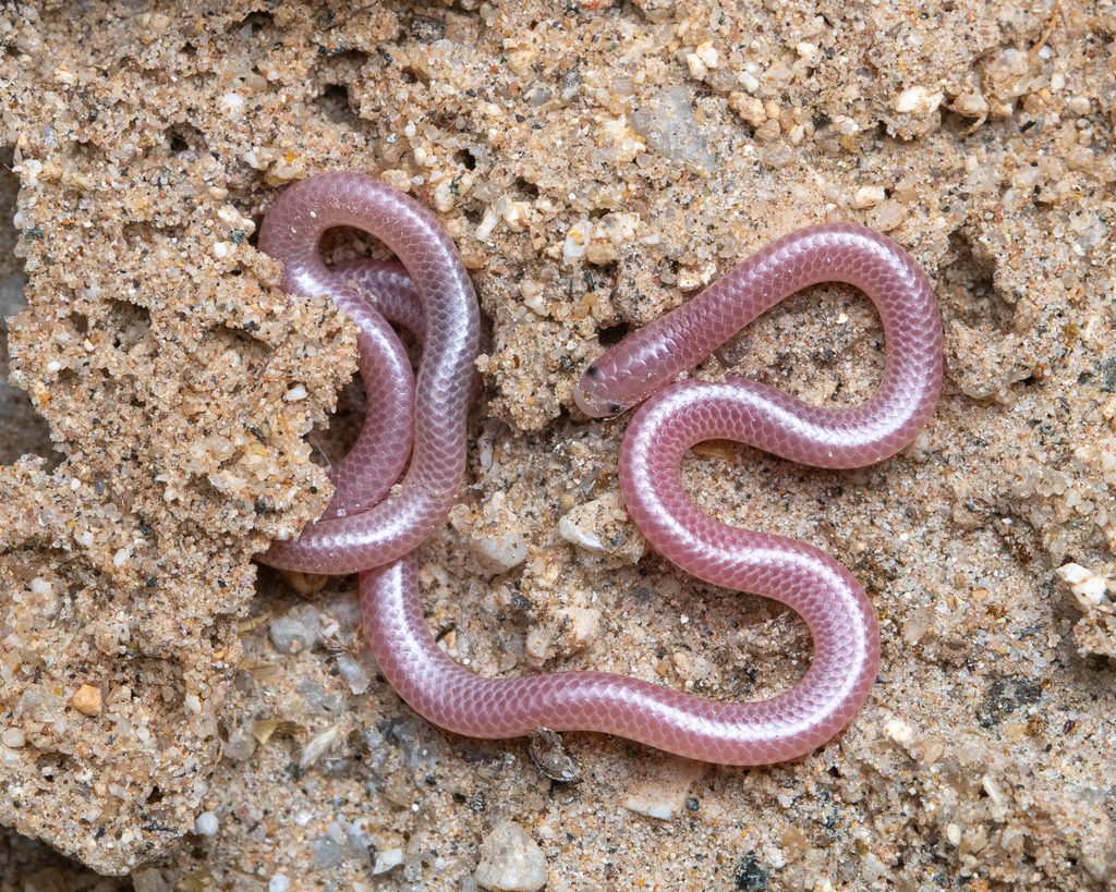Western Threadsnake from San Diego County, CA, USA on May 8, 2021 at 09 ...