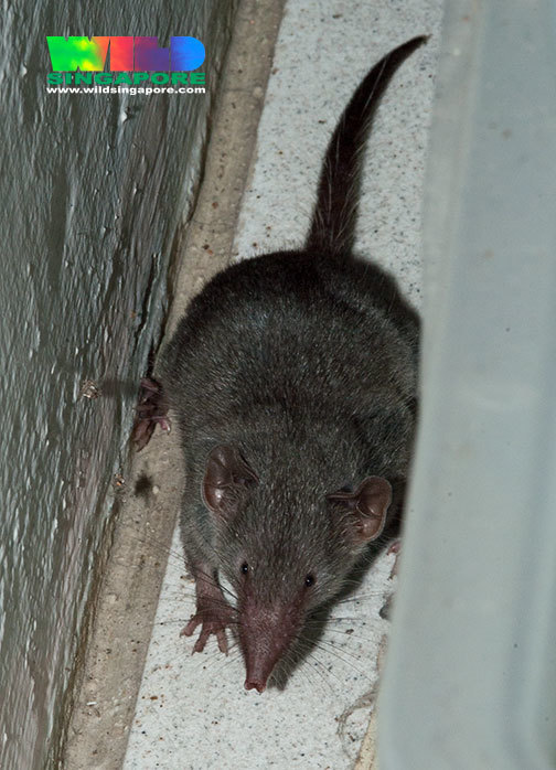 Asian House Shrew (Suncus murinus) - Know Your Mammals