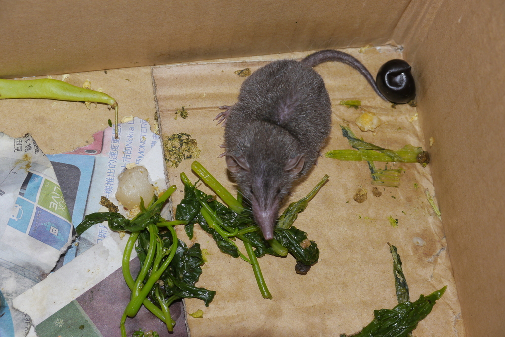 Asian House Shrew (Suncus murinus) - Know Your Mammals
