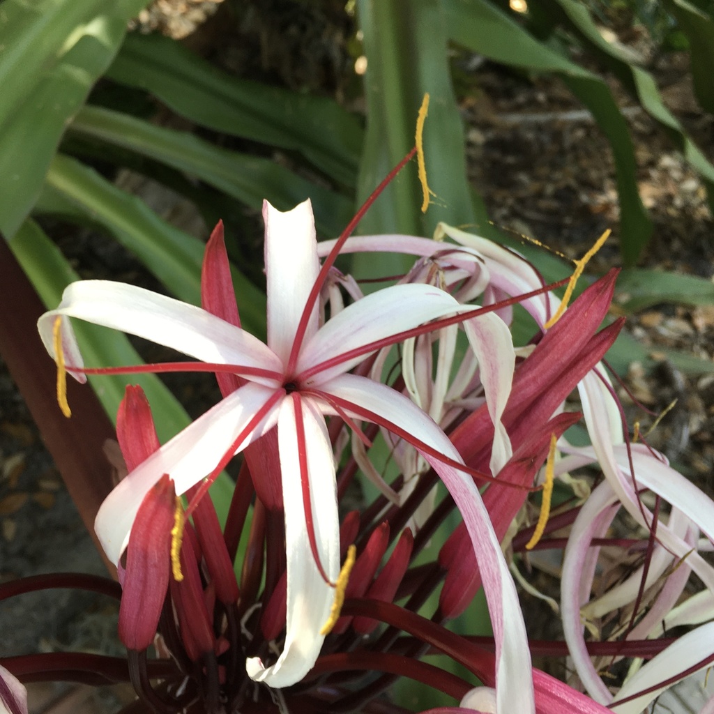 Tree Crinum (Crinum asiaticum) - Botanical Realm