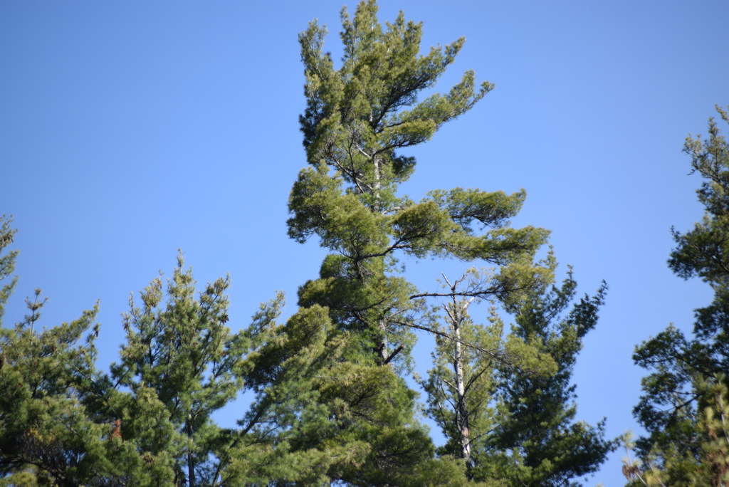 eastern white pine from Témiscamingue, QC, Canada on May 08, 2021 at 07 ...