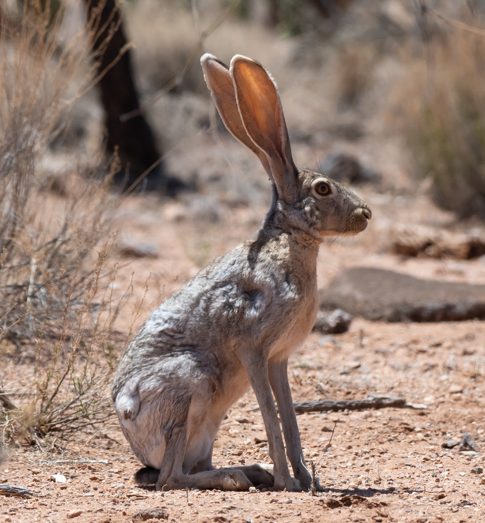 Hares and Jackrabbits from Pima County, AZ, USA on May 08, 2021 at 12: ...