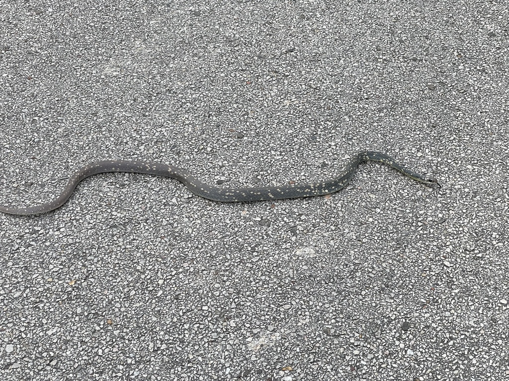Buttermilk Racer from Shady Woods Trail, Montgomery, TX, US on May 9 ...