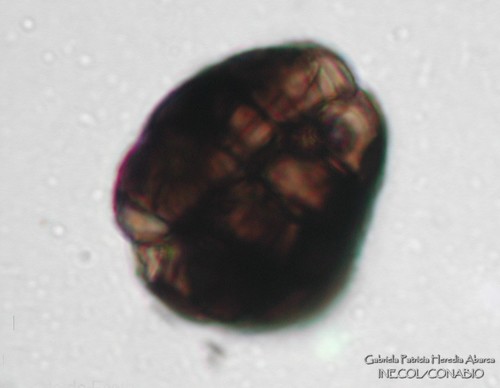 (Hermatomyces sphaericus)