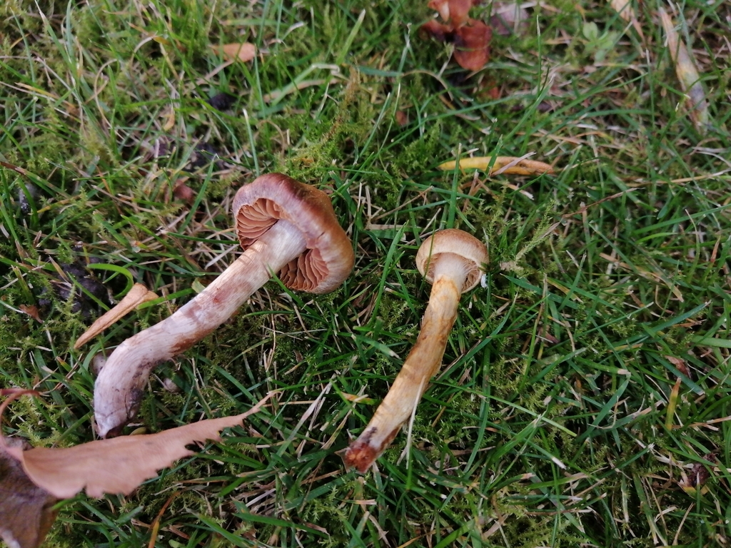 Webcaps from Lincoln, New Zealand on May 09, 2021 at 04:14 PM by ...