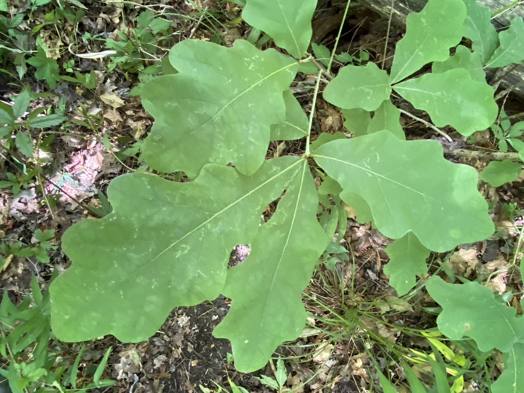 Bluff Oak in May 2021 by Alan Weakley · iNaturalist