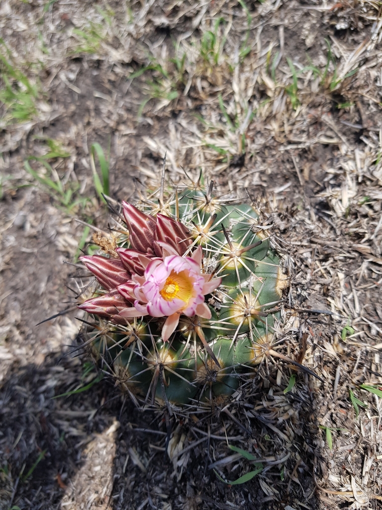 Coryphantha ottonis from Tepotzotlán, Méx., México on May 8, 2021 at 12 ...