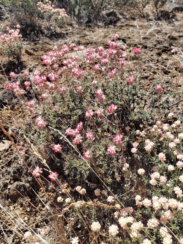 thymeleaf buckwheat from Rock Island, WA 98850, USA on May 9, 2021 at ...