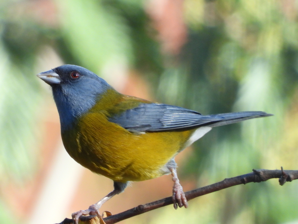 Patagonian Sierra-Finch from Concepcion, Bío Bío, Chile on May 09, 2021 ...