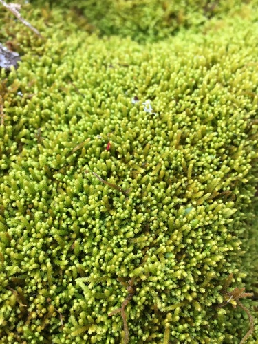 Genus Claopodium · iNaturalist