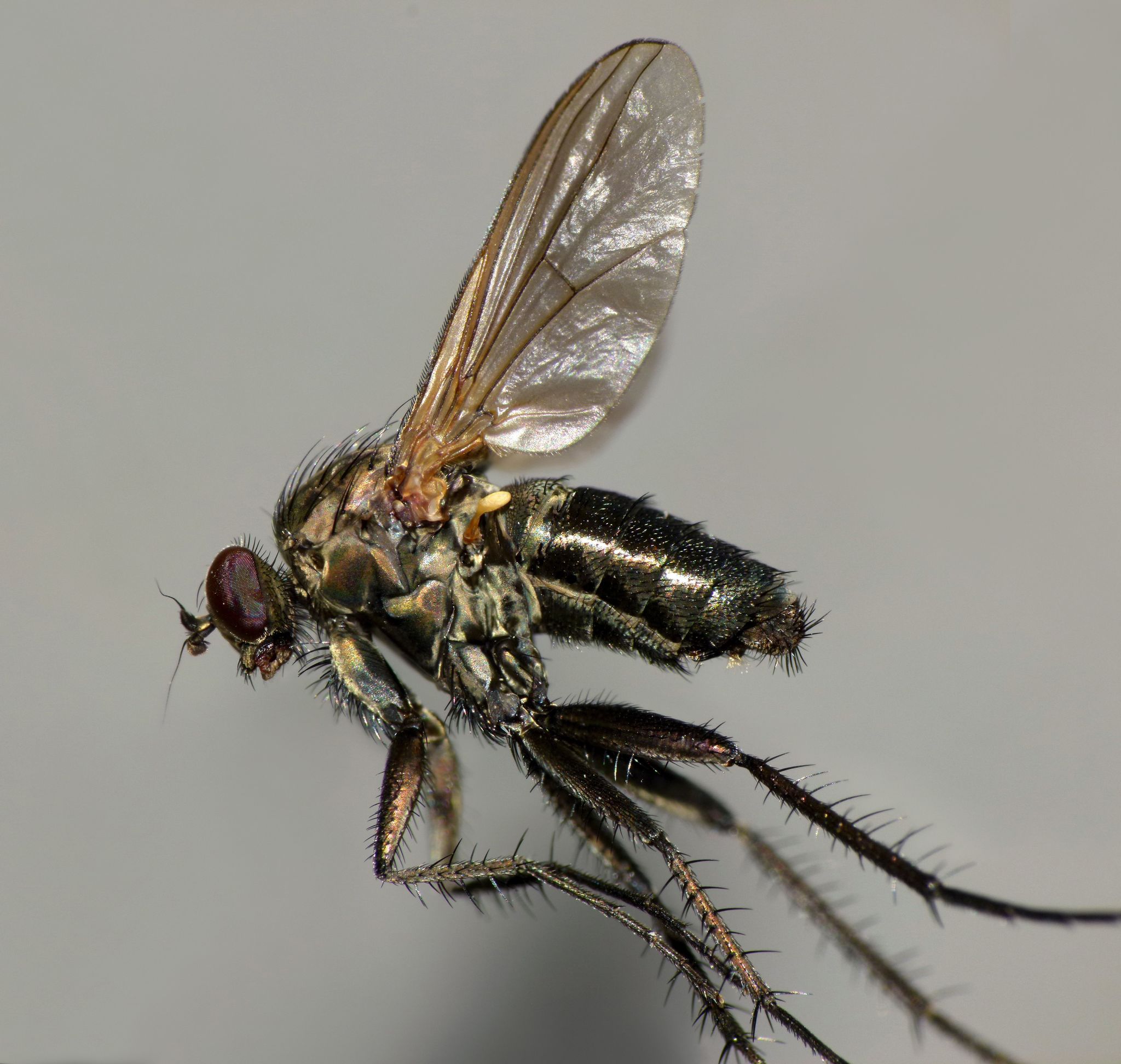 Ostenia robusta Hutton, 1901