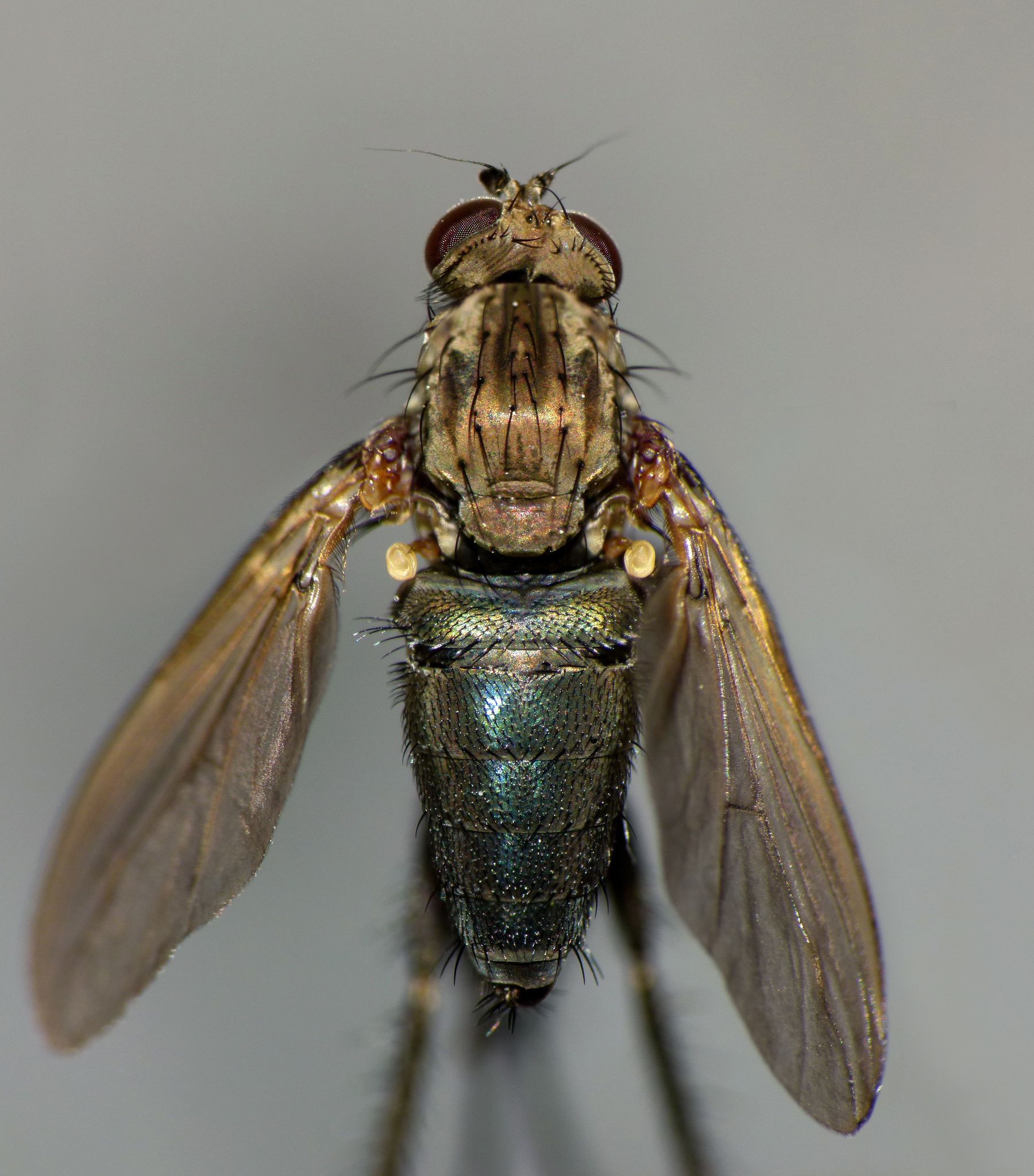 Ostenia robusta Hutton, 1901