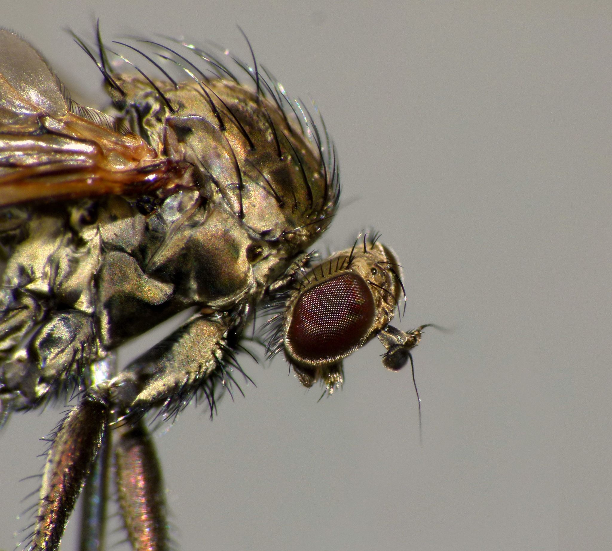 Ostenia robusta Hutton, 1901