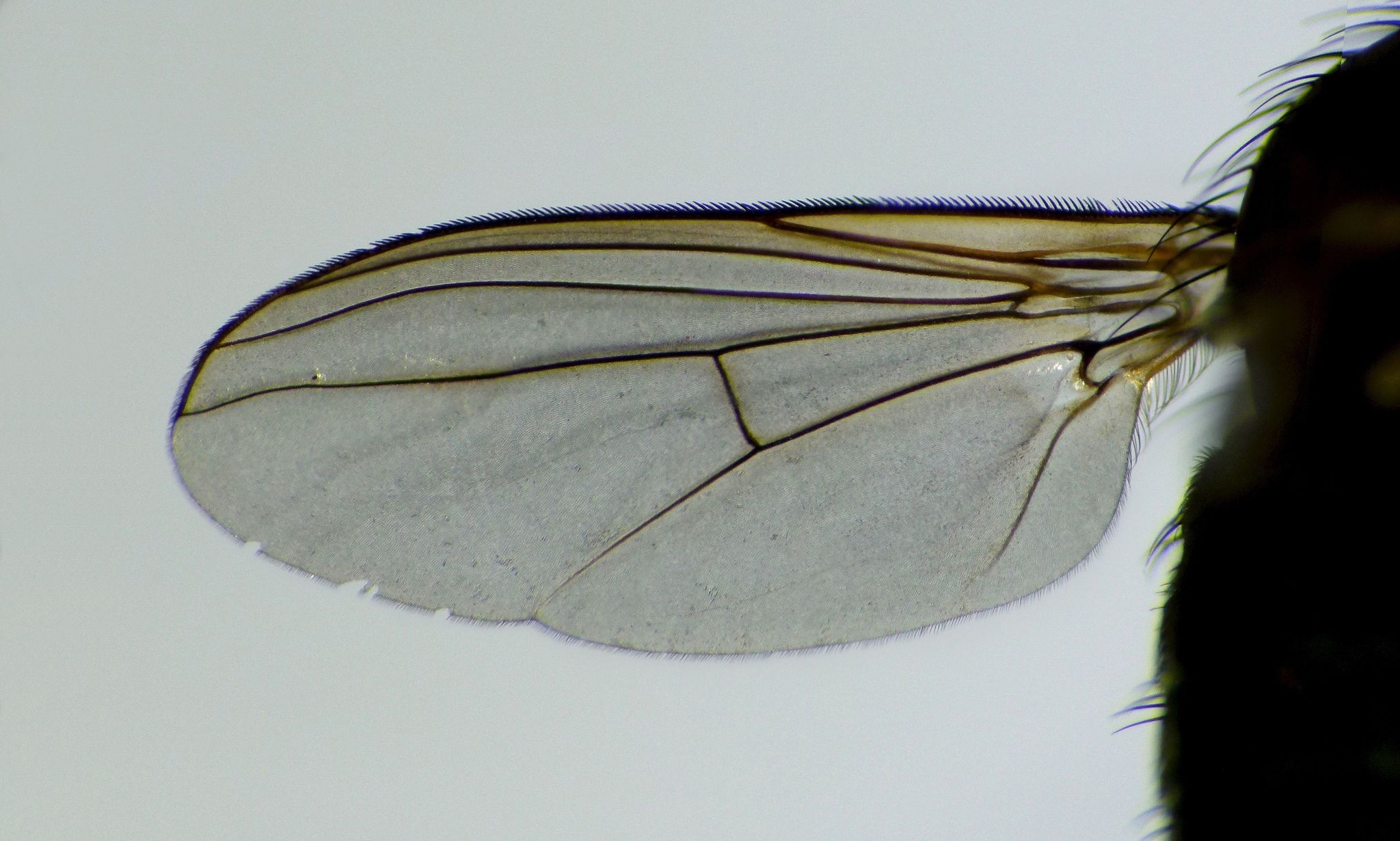 Ostenia robusta Hutton, 1901