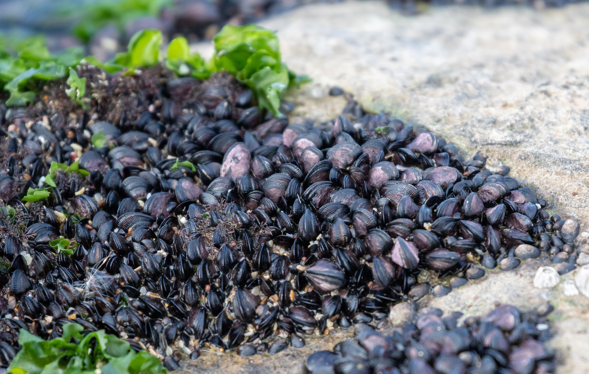 Brachidontes rodriguezii (d'Orbigny, 1842)