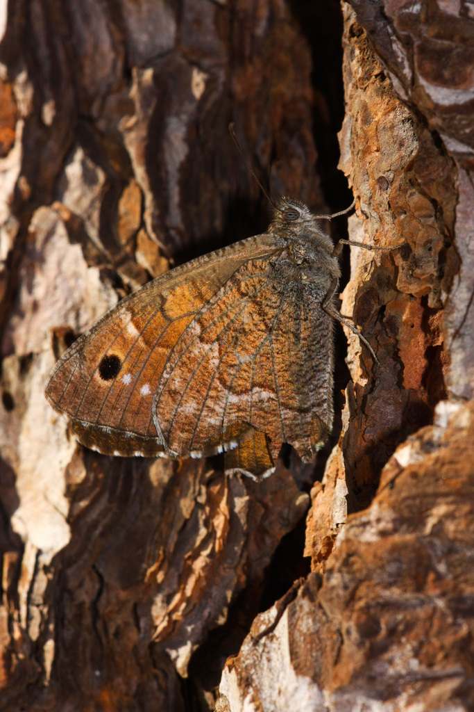 Hipparchia wyssii (Tenerife Lepidoptera) · iNaturalist